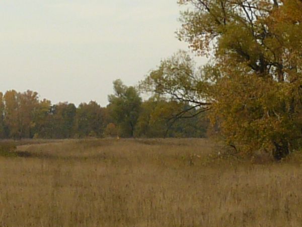 forest side view texture 0011 - Texturelib